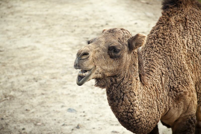 Camello Sonriente Que Mira En Lente Foto de archivo - Imagen de peludo ...
