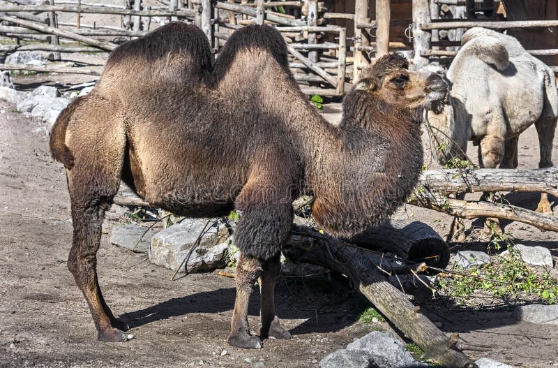 Camello bactriano 9 foto de archivo. Imagen de paso, duradero - 7192980