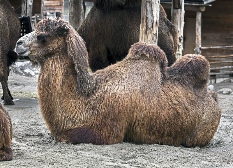 Camello bactriano foto de archivo. Imagen de sonrisa - 43769966