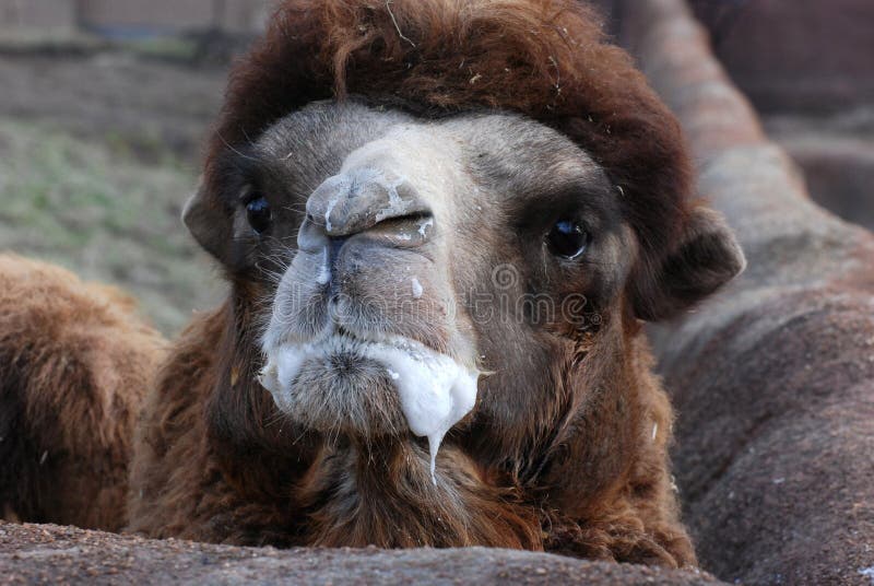 Camello bactriano imagen de archivo. Imagen de espumoso - 19006021