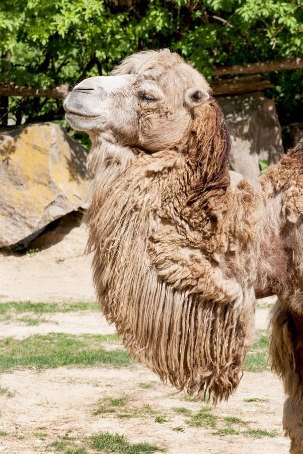Camello bactriano foto de archivo. Imagen de rocoso, alto - 39684954