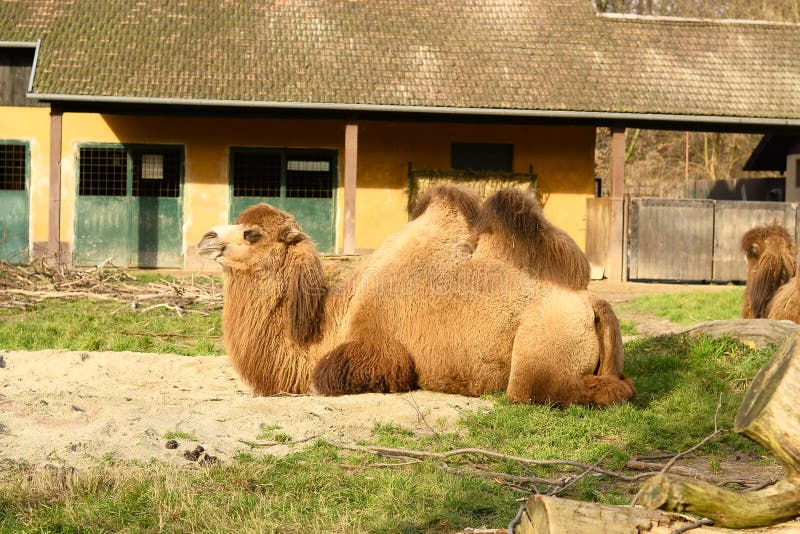 Camello Bactriano (bactrianus Del Camelus) Foto de archivo - Imagen de ...