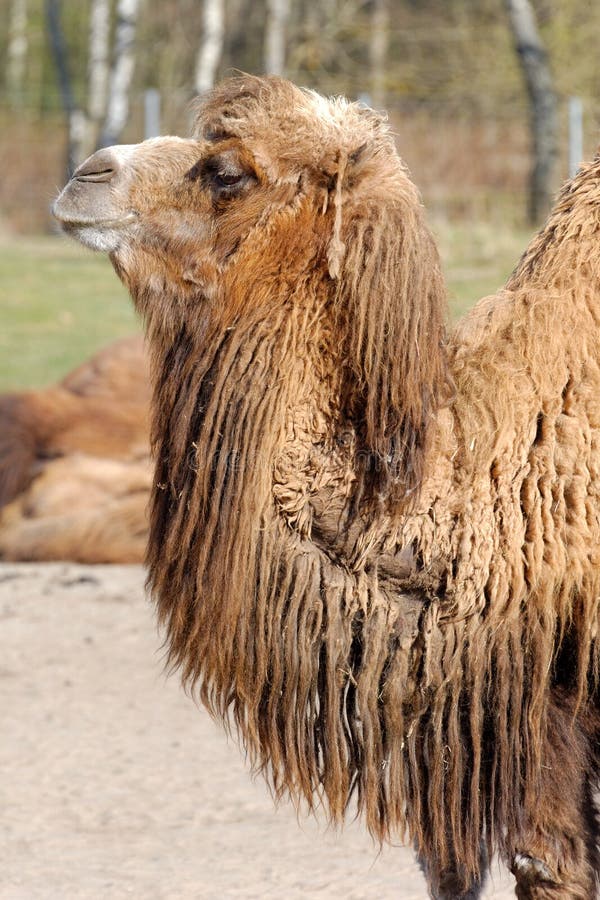Camello Bactriano, Camelus Bactriano Foto de archivo - Imagen de ...
