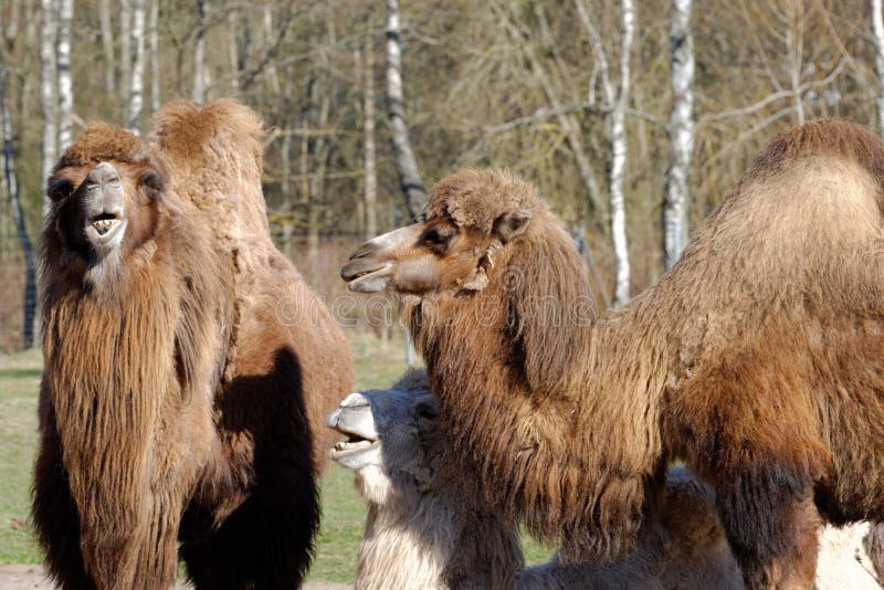 Camello Bactriano, Camelus Bactriano Foto de archivo - Imagen de ...