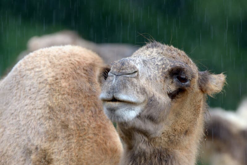 Camello Bactriano, Camelus Bactriano Foto de archivo - Imagen de ...
