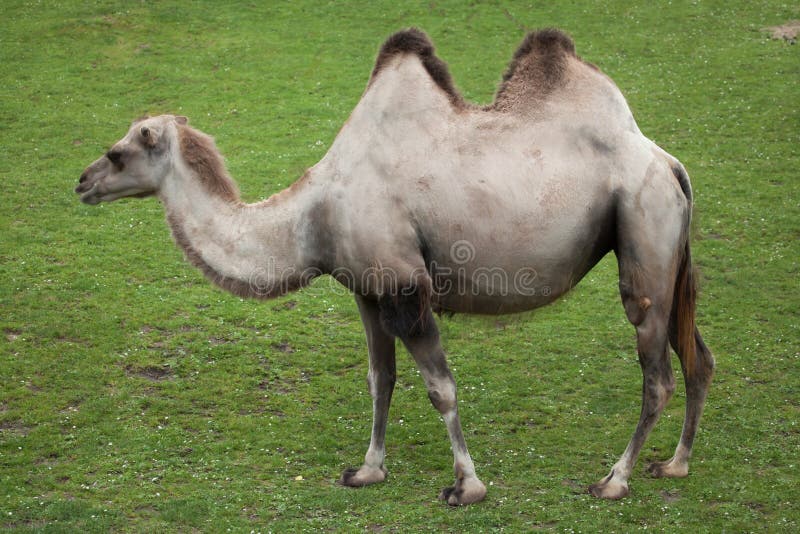 Camello Bactriano (bactrianus Del Camelus) Foto de archivo - Imagen de ...