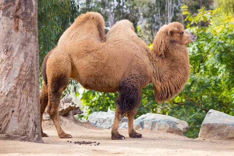 2,147 Chepas Fotos de stock - Fotos libres de regalías de Dreamstime