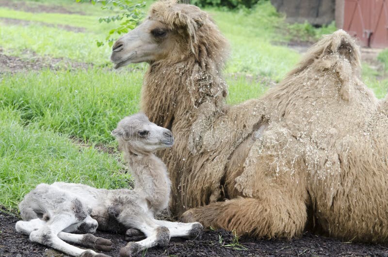 Camello del bebé imagen de archivo. Imagen de caliente - 19307661