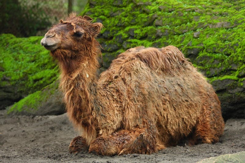 Camello del bebé foto de archivo. Imagen de indio, safari - 15074382