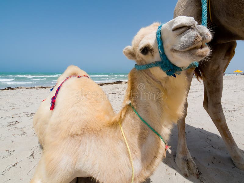 Camello del bebé imagen de archivo. Imagen de caliente - 19307661