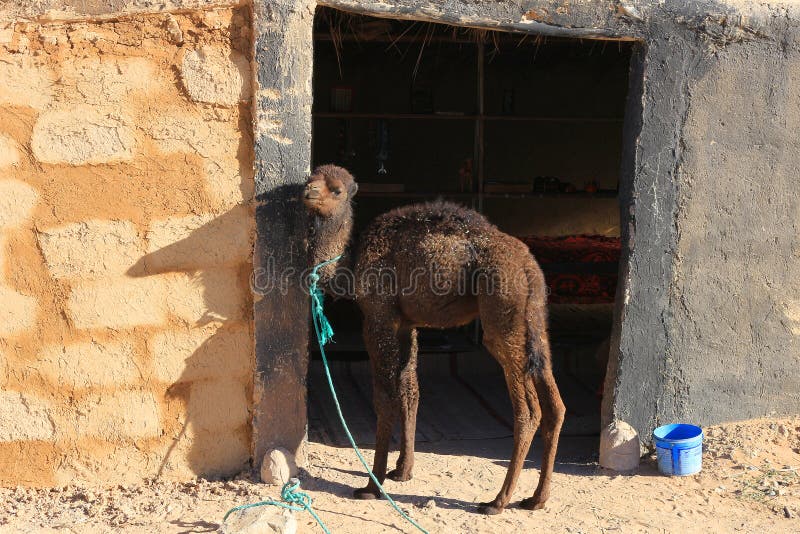 Camello Del Bebé Cerca Del Camello De La Madre Imagen de archivo ...