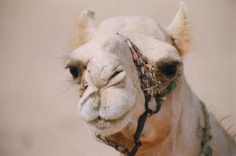 Camello sonriente imagen de archivo. Imagen de encadenamiento - 3719049