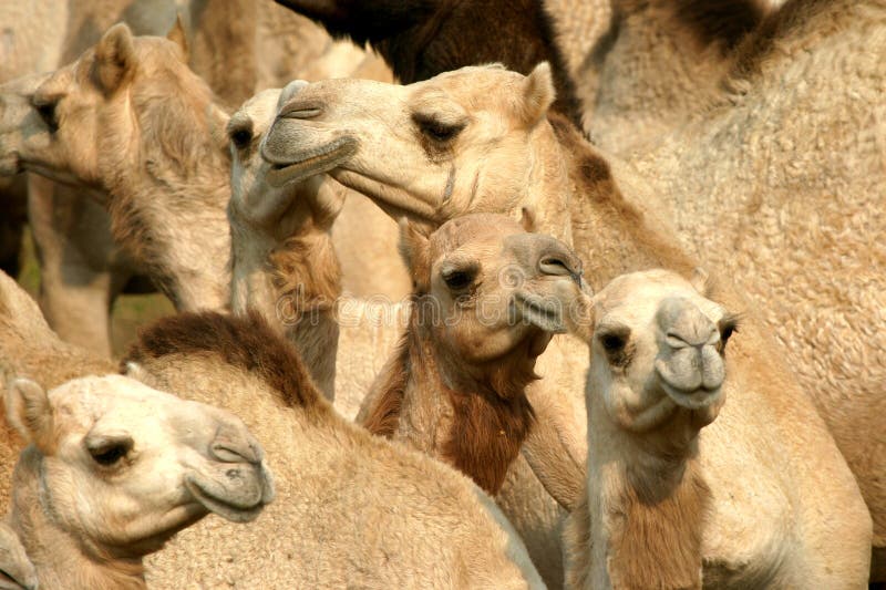 Camellos imagen de archivo. Imagen de salvaje, fauna, animales - 911661