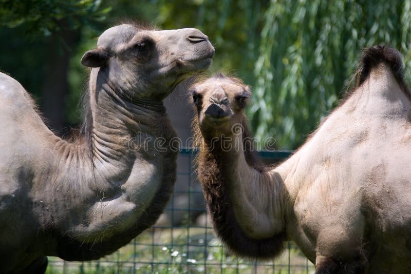 Camellos imagen de archivo. Imagen de beduino, caravana - 939825