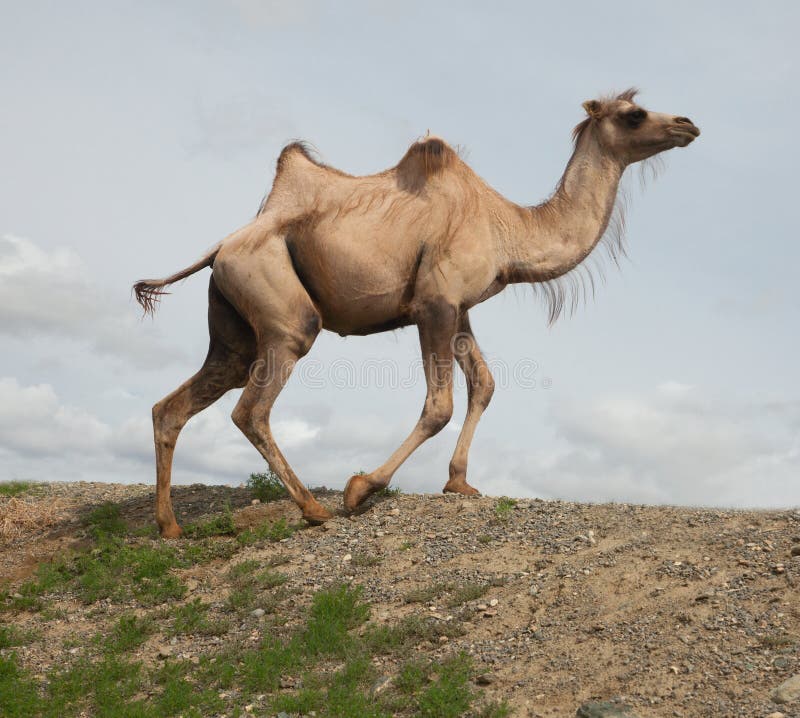 Camellos bactrianos foto de archivo. Imagen de desierto - 64802148