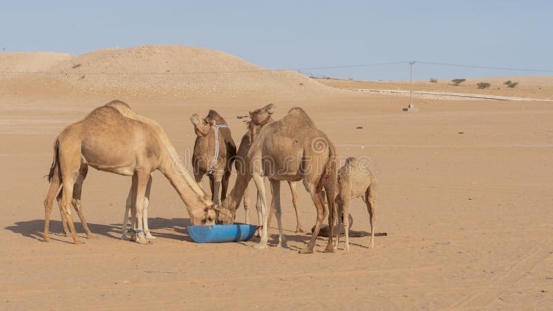 Camellos Comiendo Comida En Una Granja En Qatar Foto de archivo ...