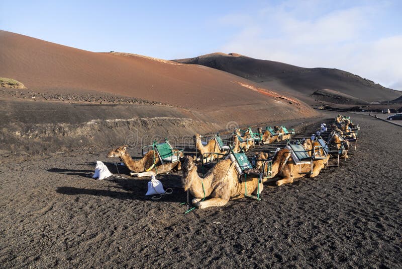 Camellos En El Parque Nacional De Timanfaya Foto de archivo - Imagen de ...