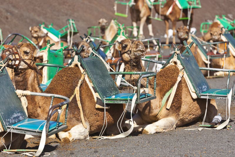 Camellos En El Parque Nacional De Timanfaya Foto de archivo - Imagen de ...
