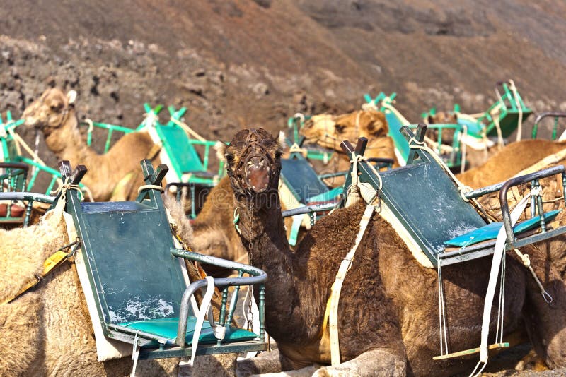 Camellos En El Parque Nacional De Timanfaya Foto de archivo - Imagen de ...