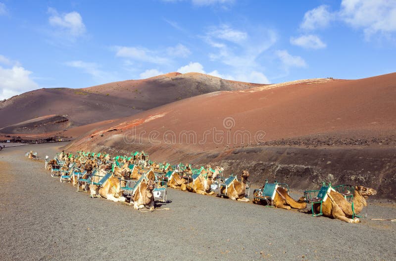 Camellos En El Parque Nacional De Timanfaya Foto de archivo - Imagen de ...