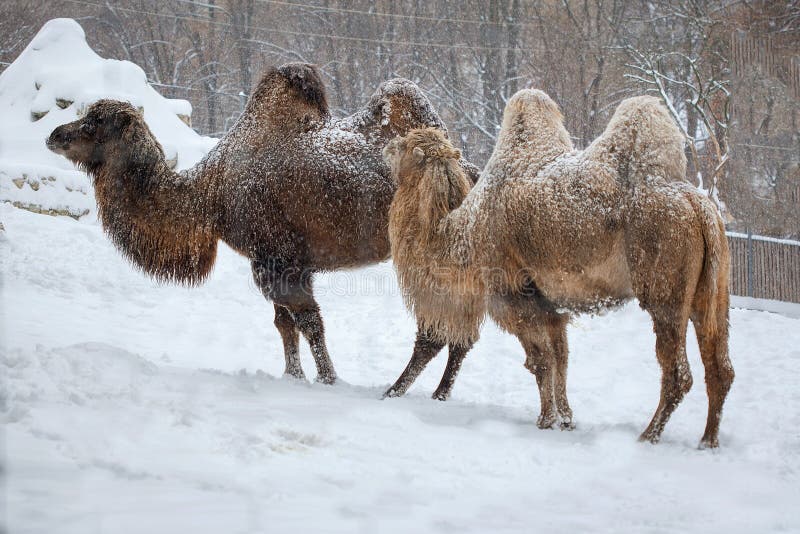 Camellos En Desierto Del Invierno Imagen de archivo - Imagen de salvaje ...