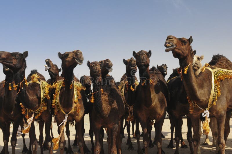 Camellos rojos imagen de archivo. Imagen de kuwait, animales - 29278923