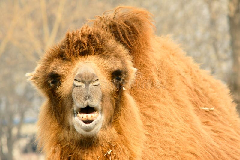 Camelo foto de stock. Imagem de boca, homem, cabelo, lama - 12016428