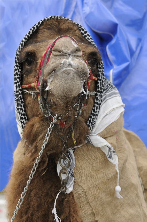 Camelo imagem de stock. Imagem de frio, viagem, interessar - 12256097