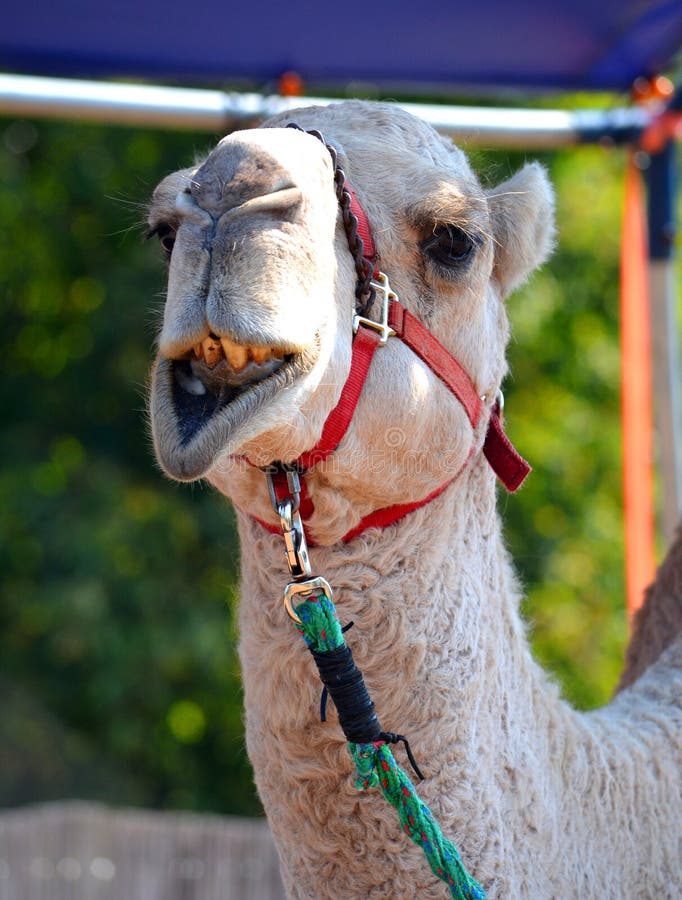Camelo foto de stock. Imagem de camelo, animal, exterior - 26652138