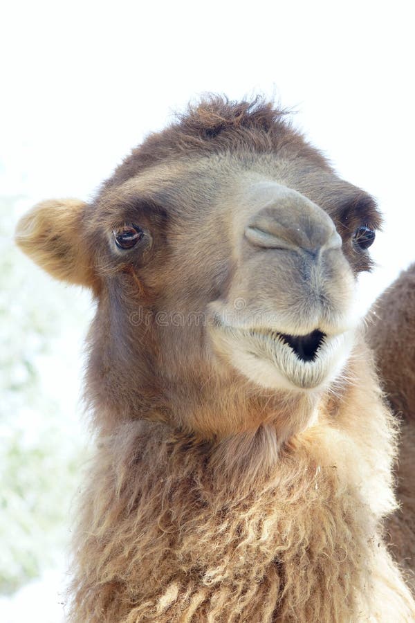Camelo foto de stock. Imagem de sorrir, nariz, camelos - 27002922