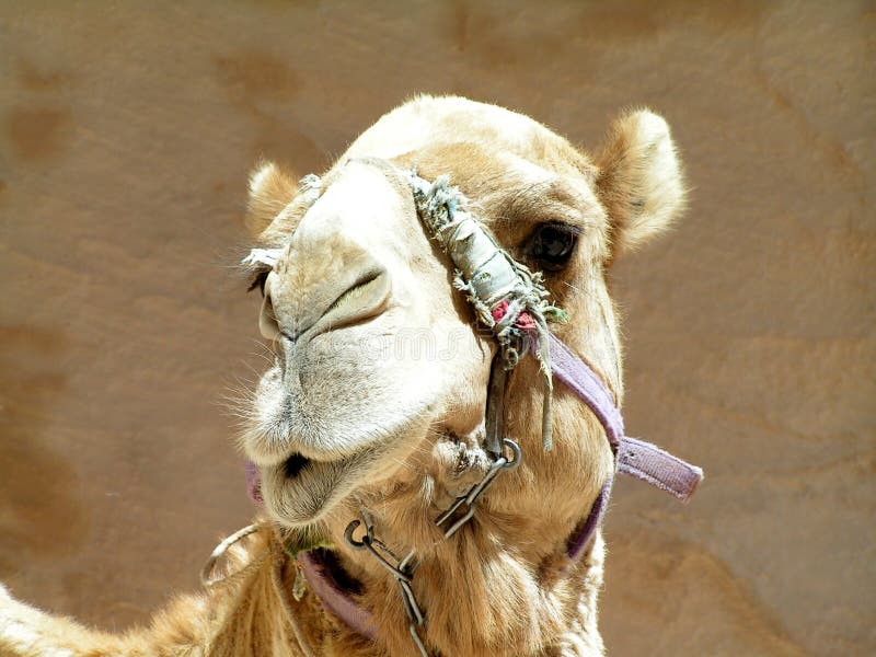 Beijo do camelo foto de stock. Imagem de rocha, orelhas - 795172