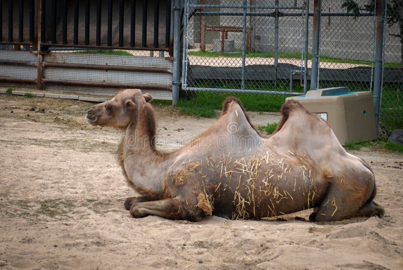 Camelo foto de stock. Imagem de winnipeg, manitoba, camelo - 63181220