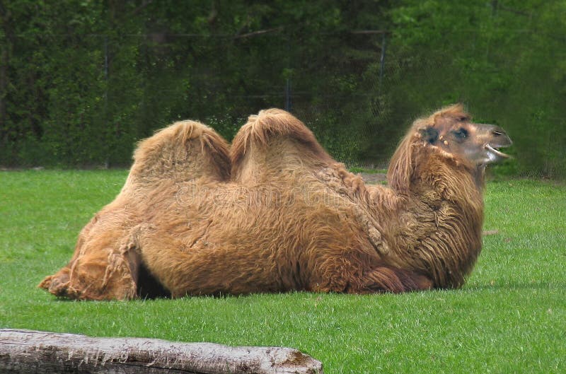 Bactrianus Do Camelus Do Camelo Bactriano Que Descansa Na Terra Foto de ...