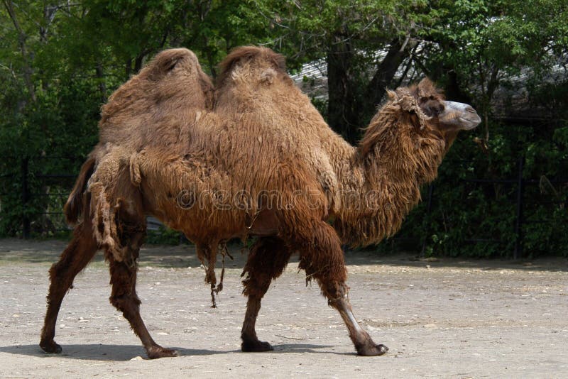 Camelo Bactriano (bactrianus Do Camelus) Foto de Stock - Imagem de ...