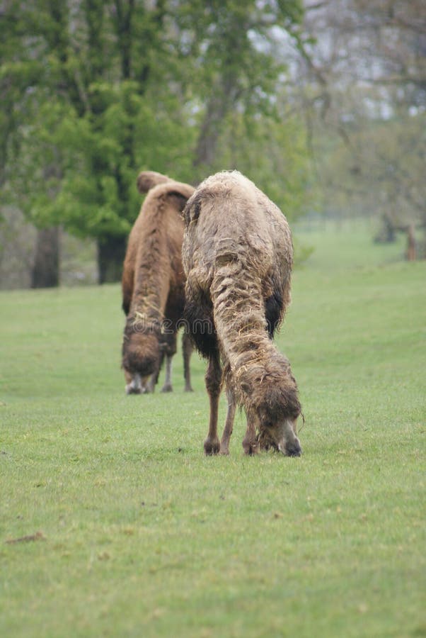 Camelo Bactriano - Bactrianus Do Camelus Imagem de Stock - Imagem de ...