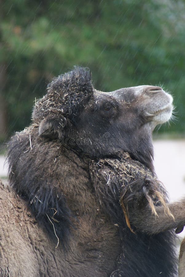 Camelo Bactriano - Bactrianus Do Camelus Imagem de Stock - Imagem de ...