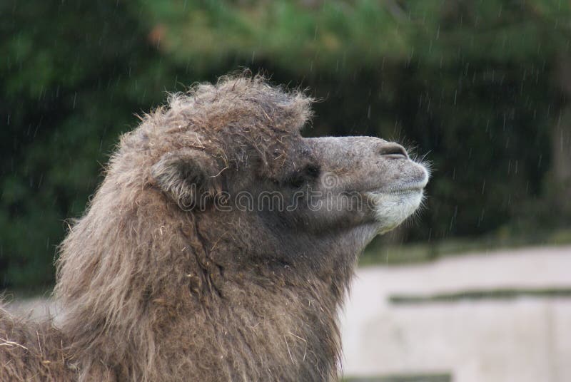 Camelo Bactriano - Bactrianus Do Camelus Foto de Stock - Imagem de ...