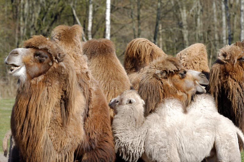 Camelo Bactriano, Camelus Bactriano Foto de Stock - Imagem de jardim ...