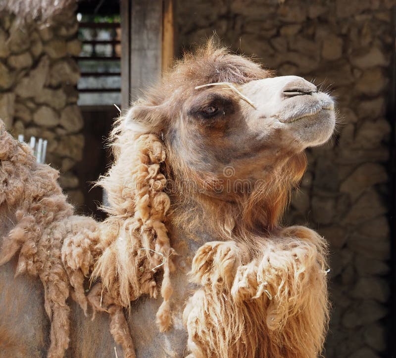 Camelo Bactriano Ou Bactrianus Do Camelus Imagem de Stock - Imagem de ...