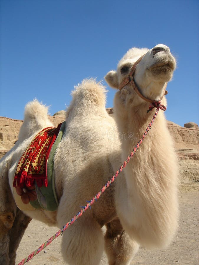 Camelo branco imagem de stock. Imagem de camelo, transporte - 4436881
