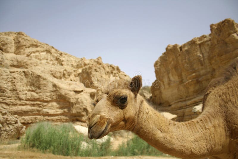 Camelo No Deserto De Sede Boker Imagem de Stock - Imagem de passeio, camelo: 3347695