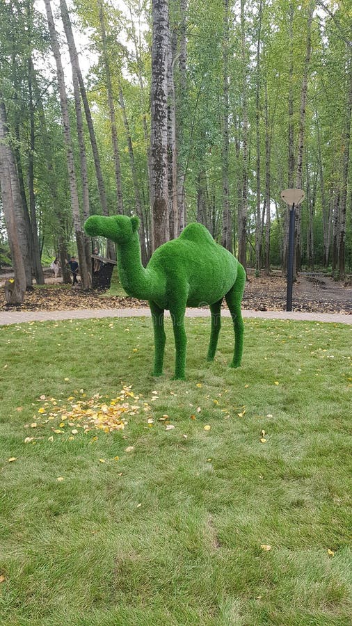 Camelo verde da grama imagem de stock. Imagem de nave - 156347543