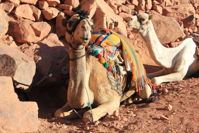 Camelos Em Moses Mountain, Peninsula Do Sinai, Egito Imagem de Stock ...