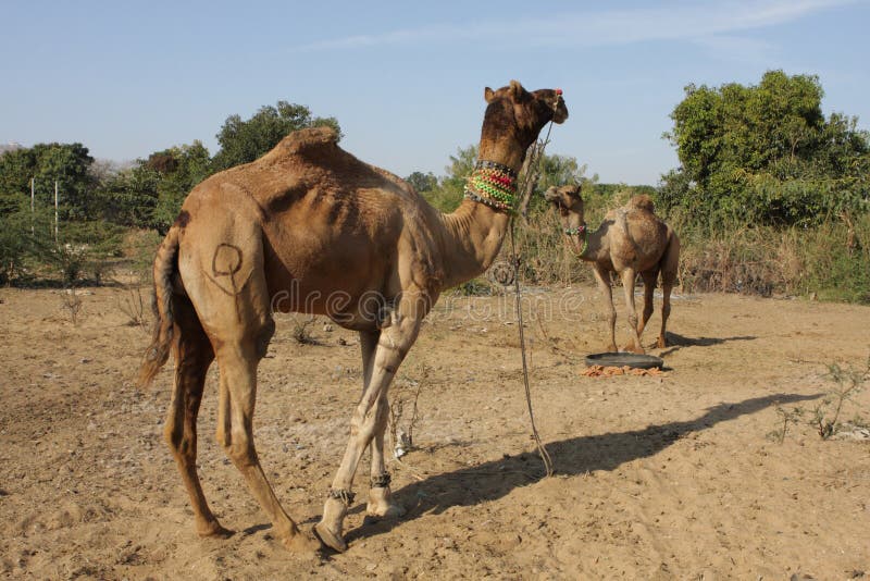 Camel in a Red Halter at Sunset Stock Photo - Image of halter, food ...