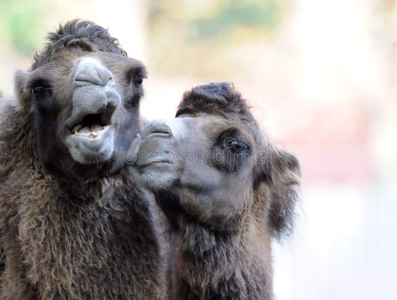 Camels stock image. Image of hump, hill, mammal, beast - 13514005