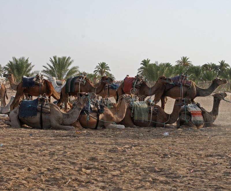 The camels stock photo. Image of saddle, relax, camel - 21005588