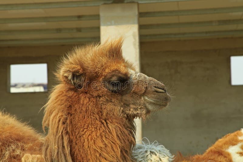 Yellow camels on the farm stock photo. Image of outdoor - 224852330