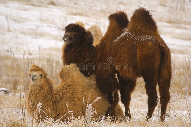 Camels stock image. Image of asia, mountains, together - 23963751