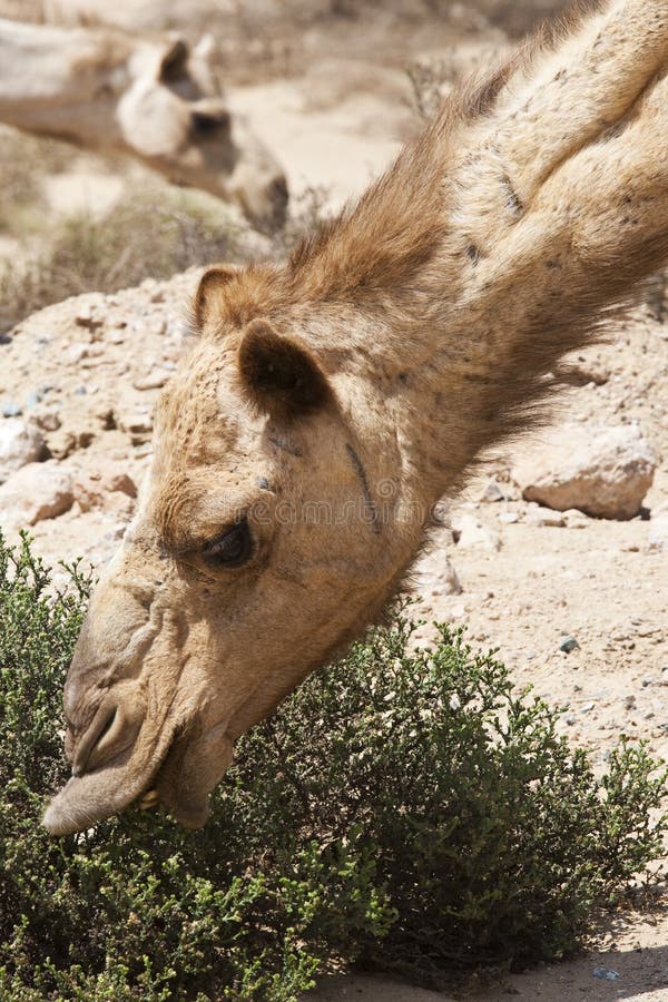 Camels stock photo. Image of animal, camelus, camel, eating - 24544794