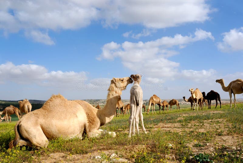 Camel with Baby, Camel with Calf, Atlas Mountains, Morroco Stock Image ...